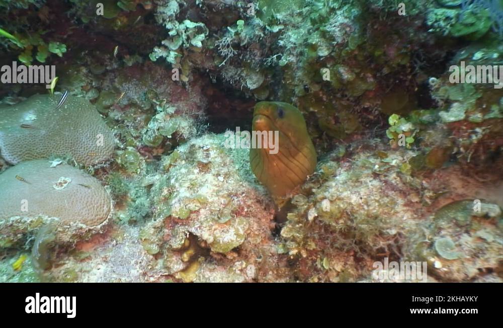 Atlantic moray eel fish underwater of ocean Stock Video Footage - Alamy