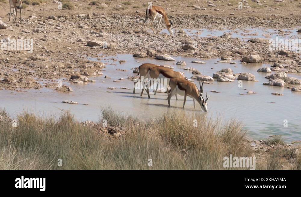 Springbok south africa Stock Videos & Footage - HD and 4K Video Clips ...