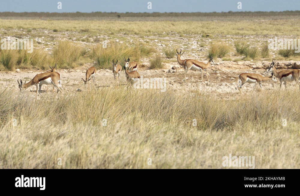 Springbok in desert Stock Videos & Footage - HD and 4K Video Clips - Alamy