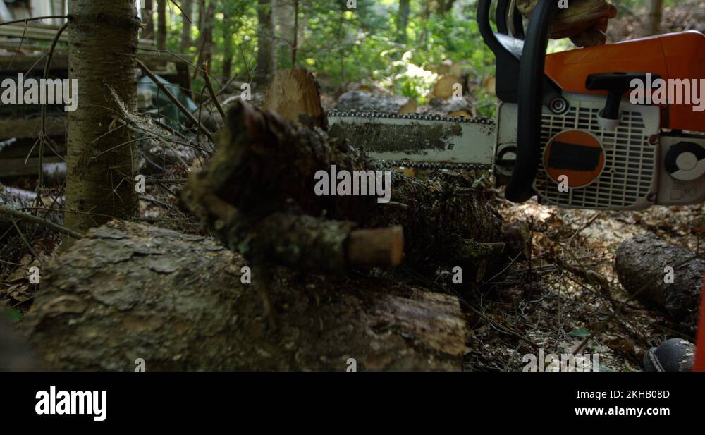 Tree branch rolls as man begins cutting with chainsaw - yard work ...