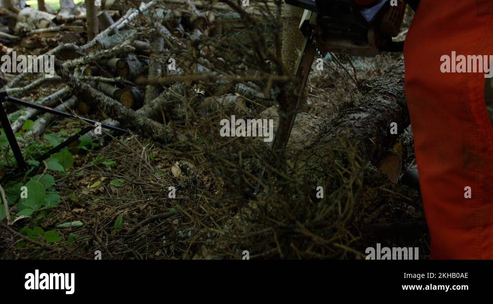 Man using chainsaw to cut branches off dead tree next to house Stock ...