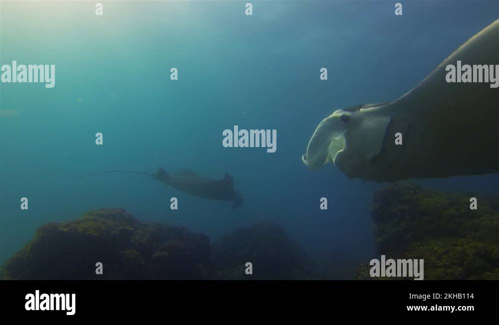 Manta Rays Group. Large Rays Swimming & Circling Coral Reef Cleaning ...