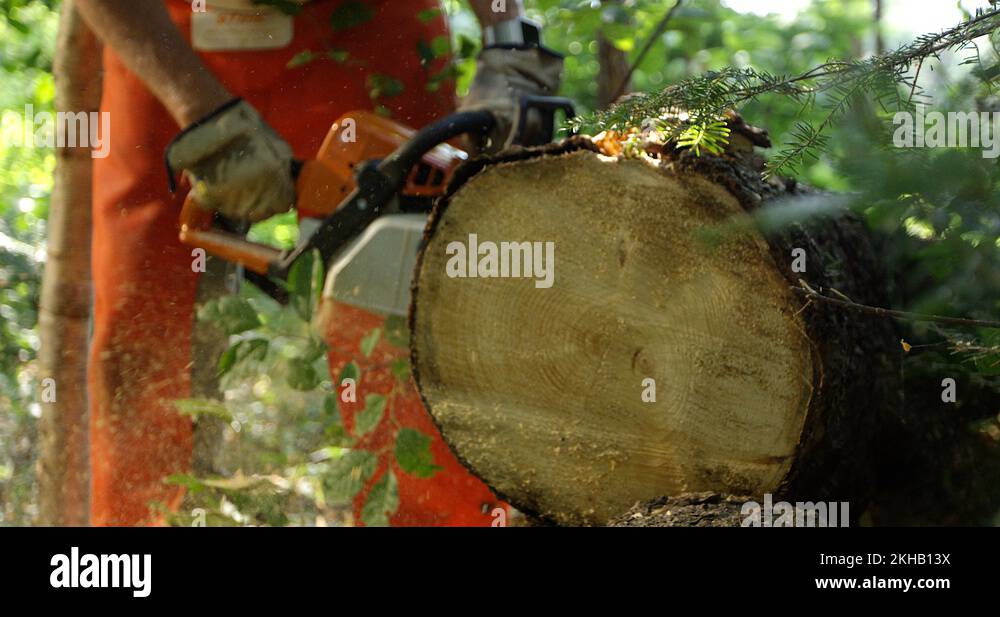 Cutting tree to logs Stock Videos & Footage - HD and 4K Video Clips - Alamy