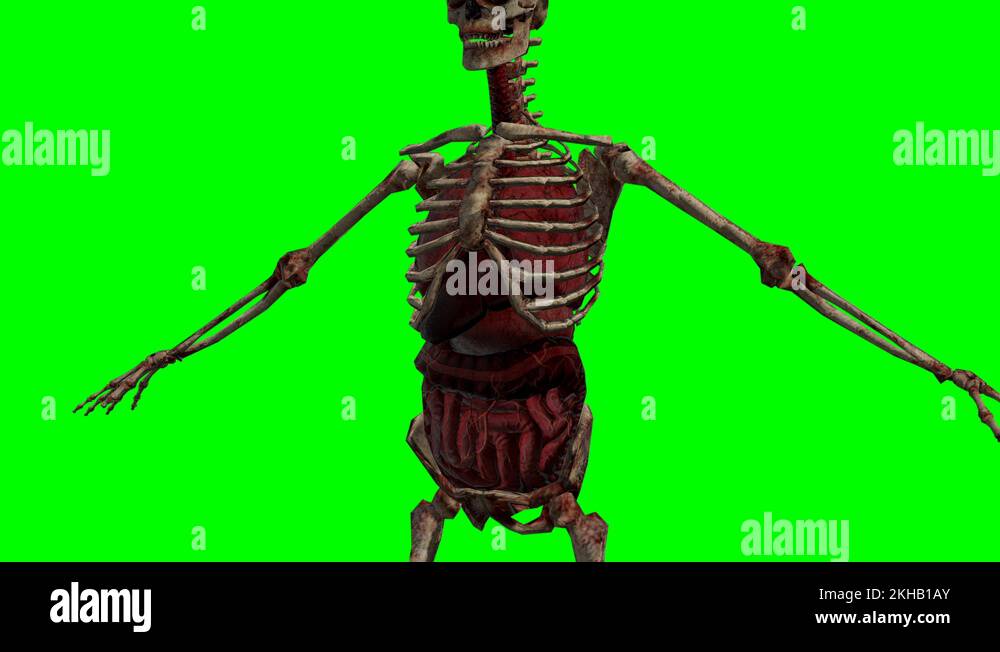 Human skeleton with all internal organs rotating against a green screen ...