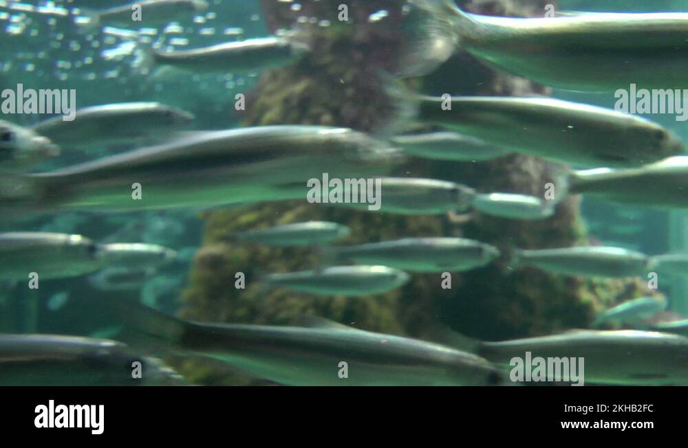 Bank of fish Stock Videos & Footage - HD and 4K Video Clips - Alamy