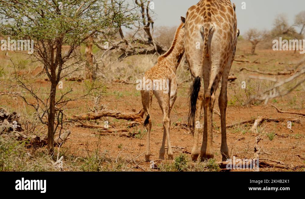 Baby giraffe feeding Stock Videos & Footage - HD and 4K Video Clips - Alamy