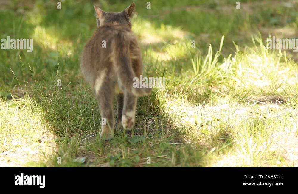 Nimble mouse Stock Videos & Footage - HD and 4K Video Clips - Alamy