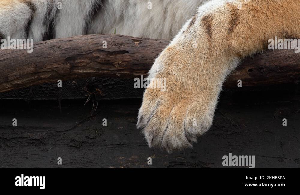 Siberian tiger claw Stock Videos & Footage - HD and 4K Video Clips - Alamy