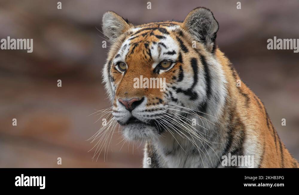 Tiger behaviour Stock Videos & Footage - HD and 4K Video Clips - Alamy