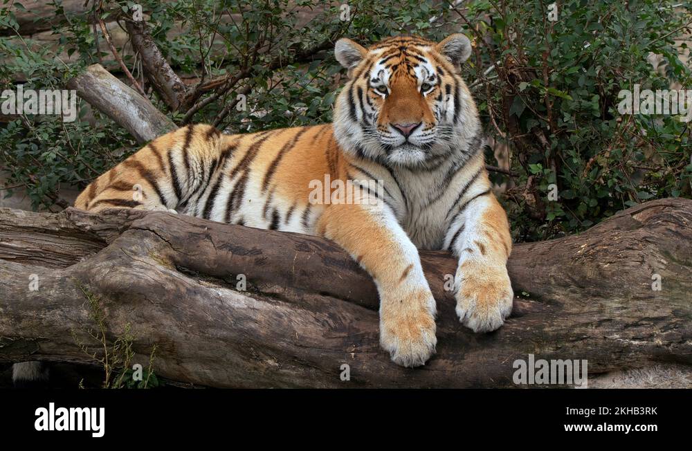 Lying in wait Stock Videos & Footage - HD and 4K Video Clips - Alamy