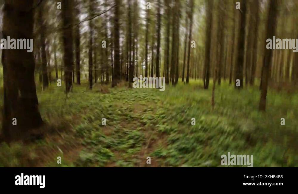 Forest rotation Stock Videos & Footage - HD and 4K Video Clips - Alamy