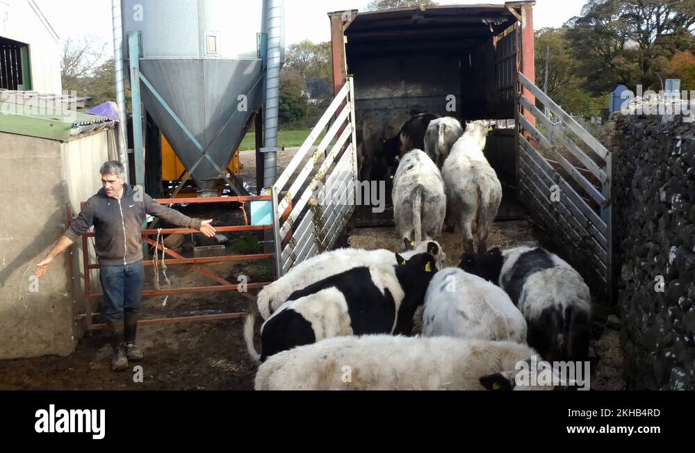 Loading cattle onto truck Stock Videos & Footage - HD and 4K Video ...