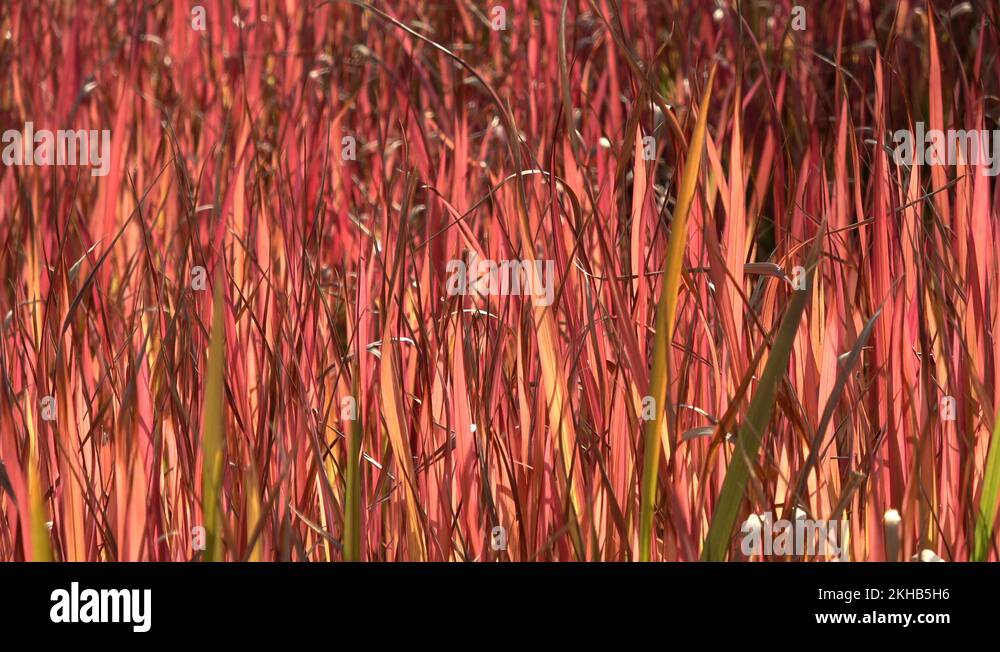Japanese blood grass (Imperata cylindrica ‘Rubra’ Stock Video Footage ...