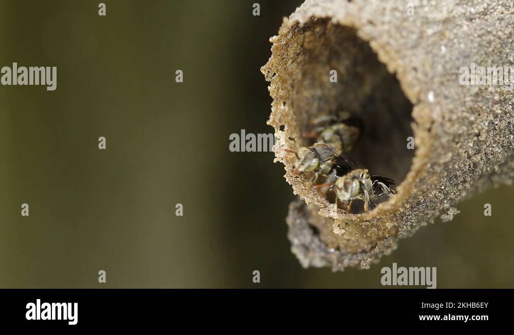 Stingless bee mexico Stock Videos & Footage - HD and 4K Video Clips - Alamy