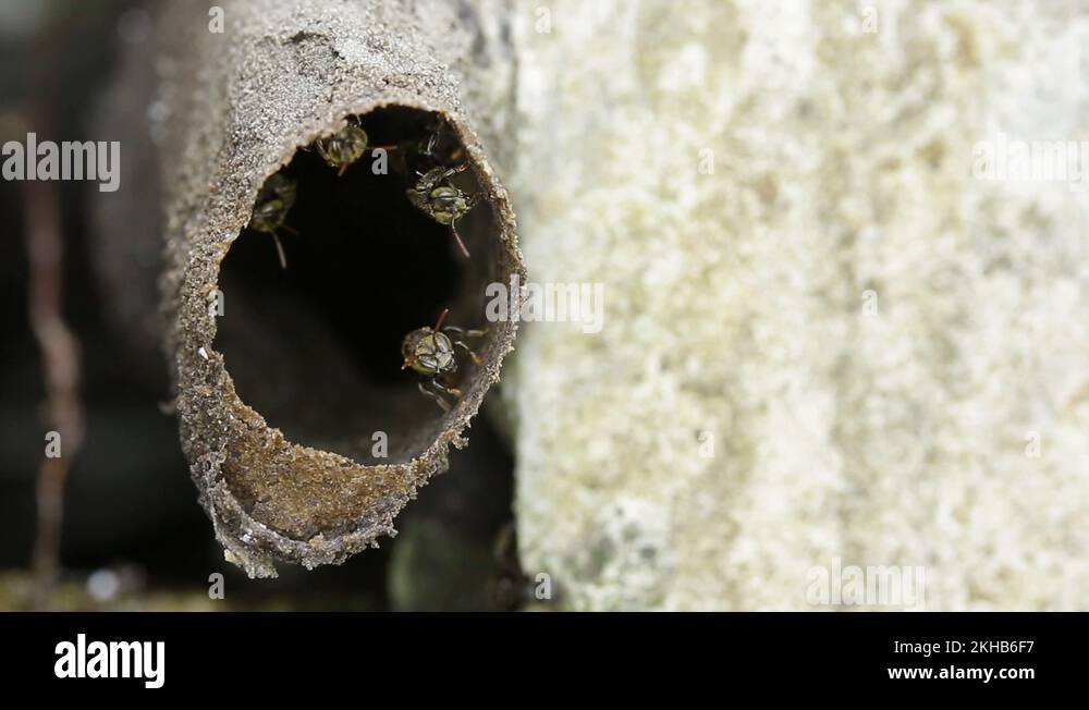 Melipona, native stingless bees of Mexico Stock Video Footage - Alamy