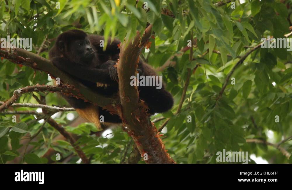 Mexican howler monkey (Alouatta palliata mexicana Stock Video Footage ...