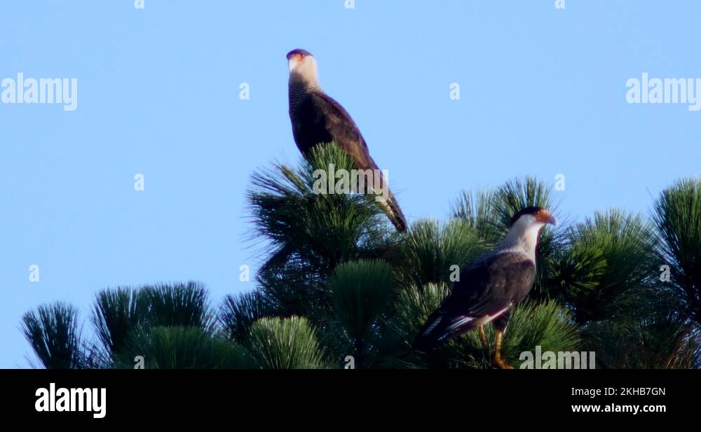 Carcara bird Stock Videos & Footage - HD and 4K Video Clips - Alamy