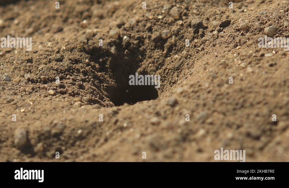 Loose earth Stock Videos & Footage - HD and 4K Video Clips - Alamy