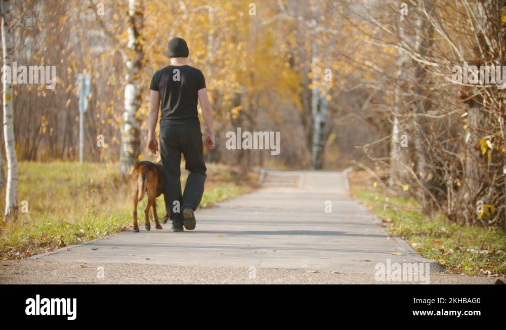 Walking german shepherd dog Stock Videos & Footage - HD and 4K Video ...