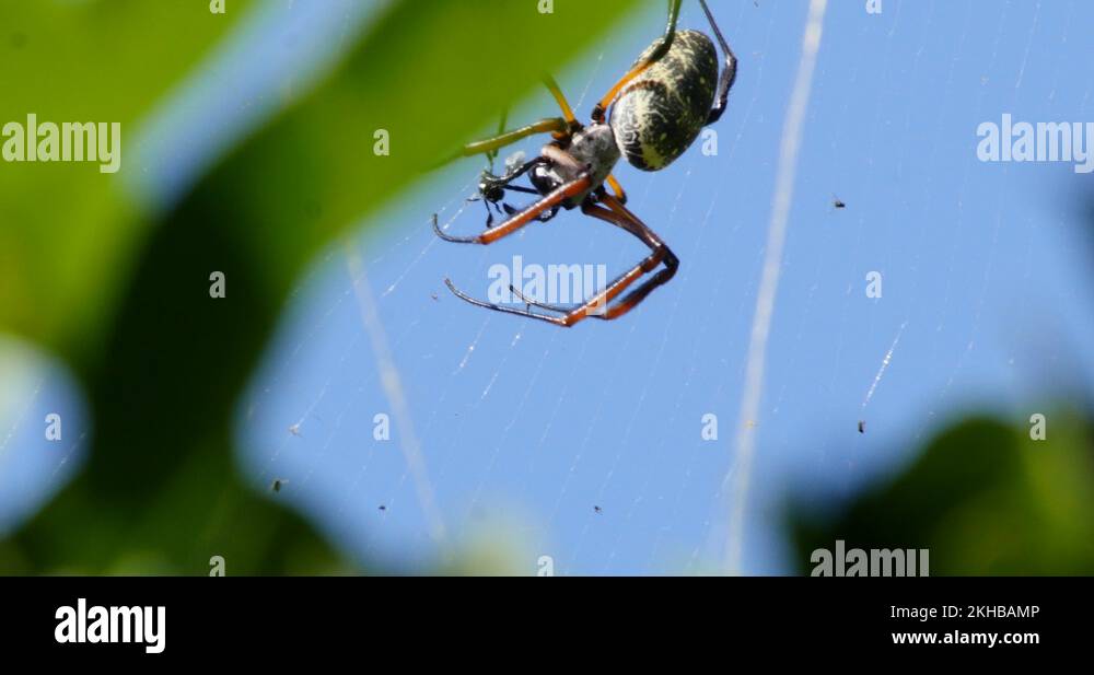 Trapping spider Stock Videos & Footage - HD and 4K Video Clips - Alamy Trapping spider Stock Videos & Footage - HD and 4K Video Clips - Alamy