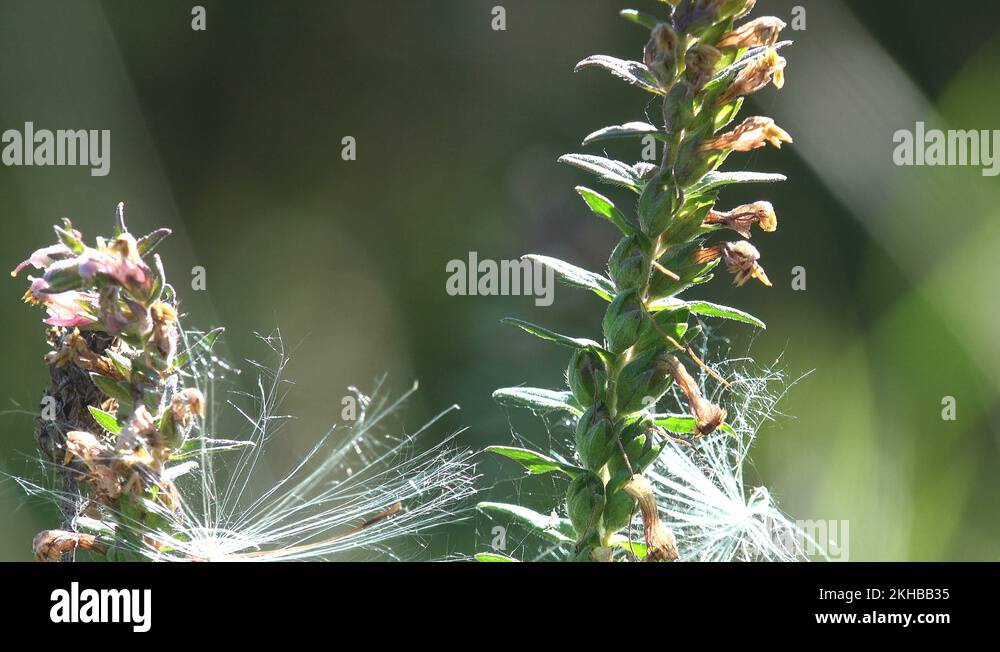 Fluff fluffy plant plants Stock Videos & Footage - HD and 4K Video ...