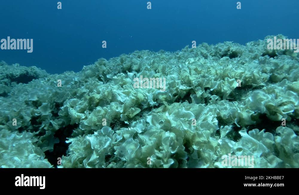 Underwater landscape rocky bottom covered with brown alga peacock's ...