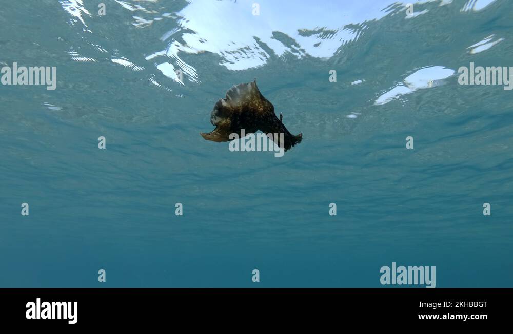 Sea Hare slowly swim under surface in the blue water. Nudibranch or sea ...