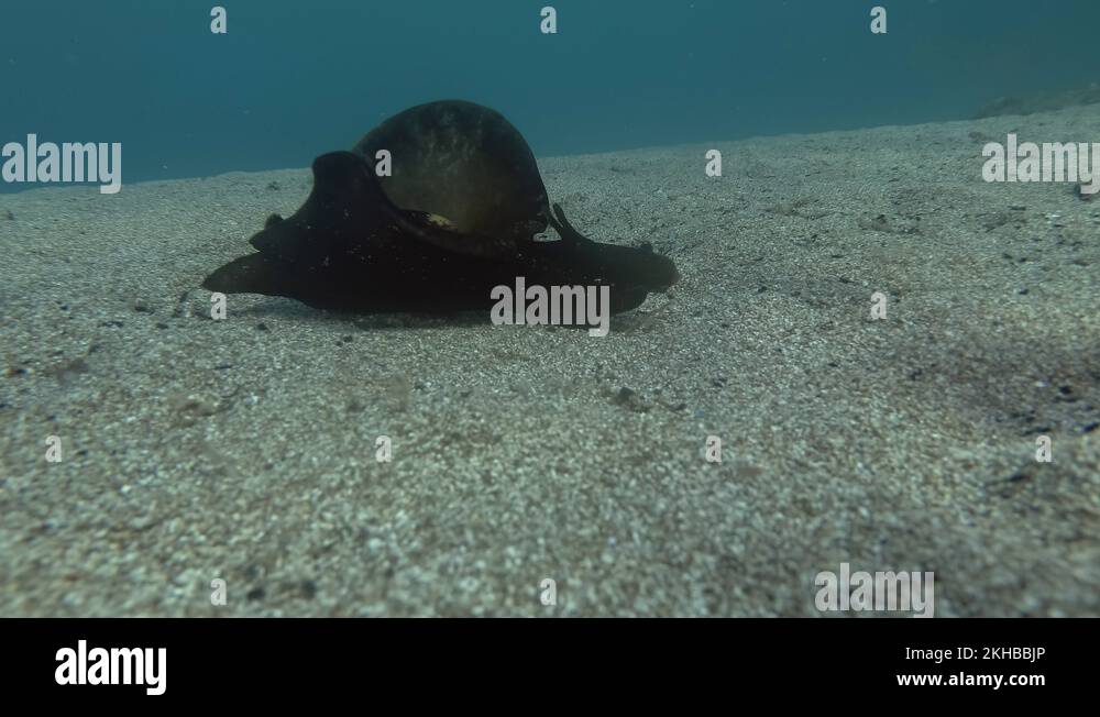 Sea Hare crawls on a sandy bottom. Nudibranch or sea slug - Black sea ...