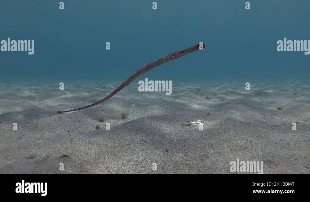 Pipefish slowly swim above sandy bottom in the blue water in sunlight ...