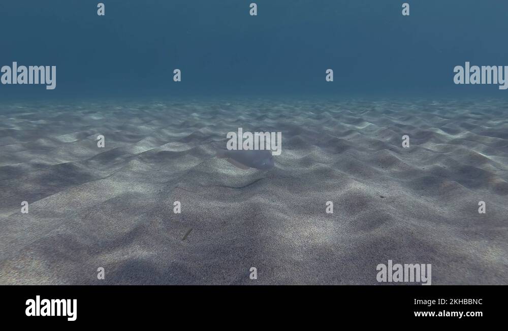 Razorfish swims above sandy bottom. Pearly Razorfish or Cleaver Wrasse ...