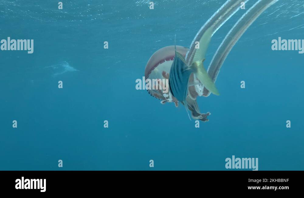 juvenile Jackfish swim with Purple jellyfish guiding her movements and ...