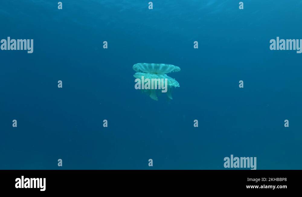 Slow motion, Upside-down jellyfish swims in the blue water. Upside Down ...