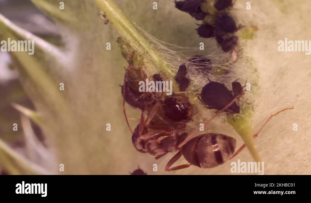 Red barbed ant Stock Videos & Footage - HD and 4K Video Clips - Alamy