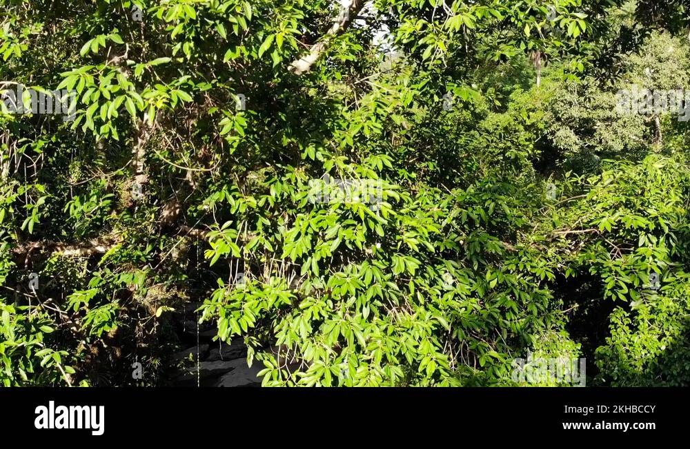 Green jungle on hills. Tropical trees growing on hilly terrain on Koh ...