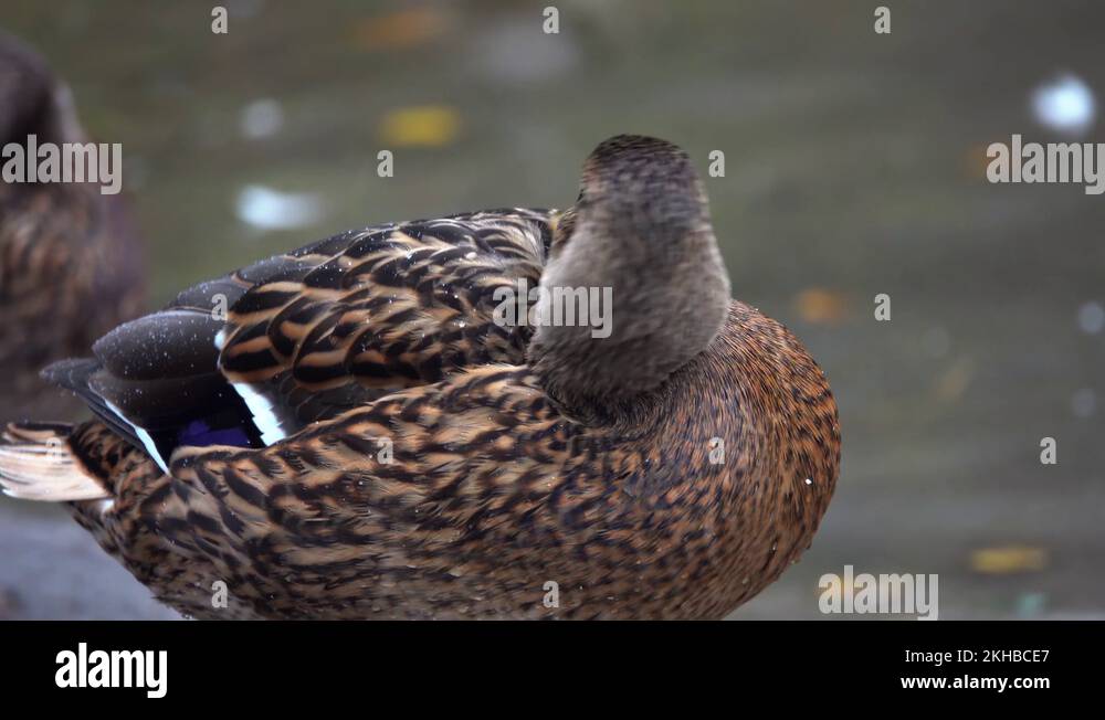 Bird falling Stock Videos & Footage - HD and 4K Video Clips - Alamy