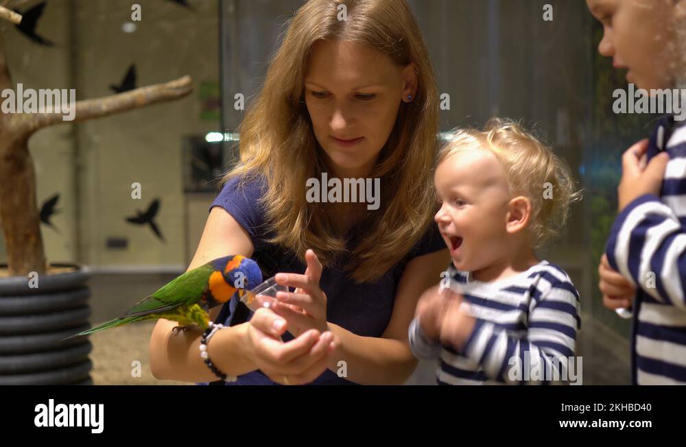 Mother parrot Stock Videos & Footage - HD and 4K Video Clips - Alamy
