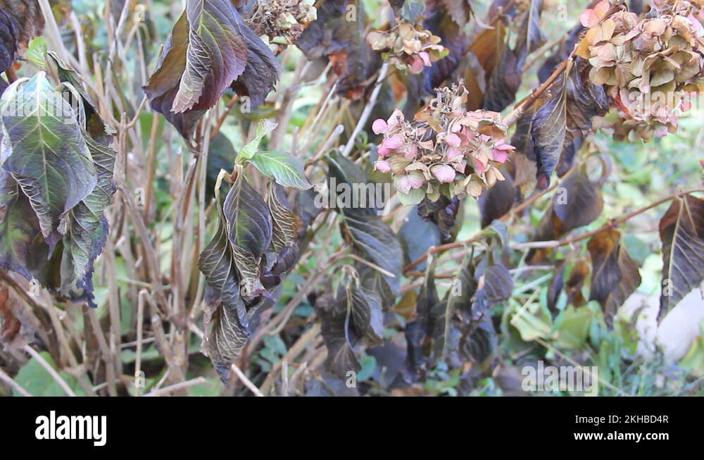 Withered plant Stock Videos & Footage - HD and 4K Video Clips - Alamy