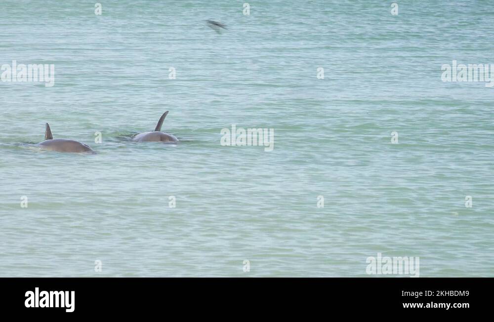 Indo-Pacific bottlenose female dolphin and cob Monkey Mia Shark Bay ...
