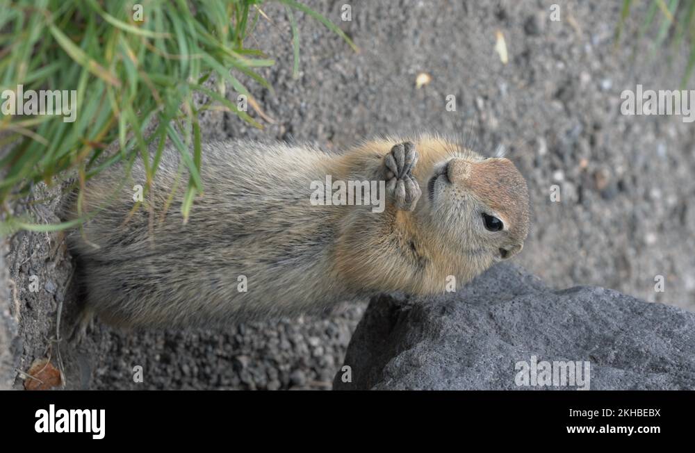 Animal portrait vertical Stock Videos & Footage - HD and 4K Video Clips ...