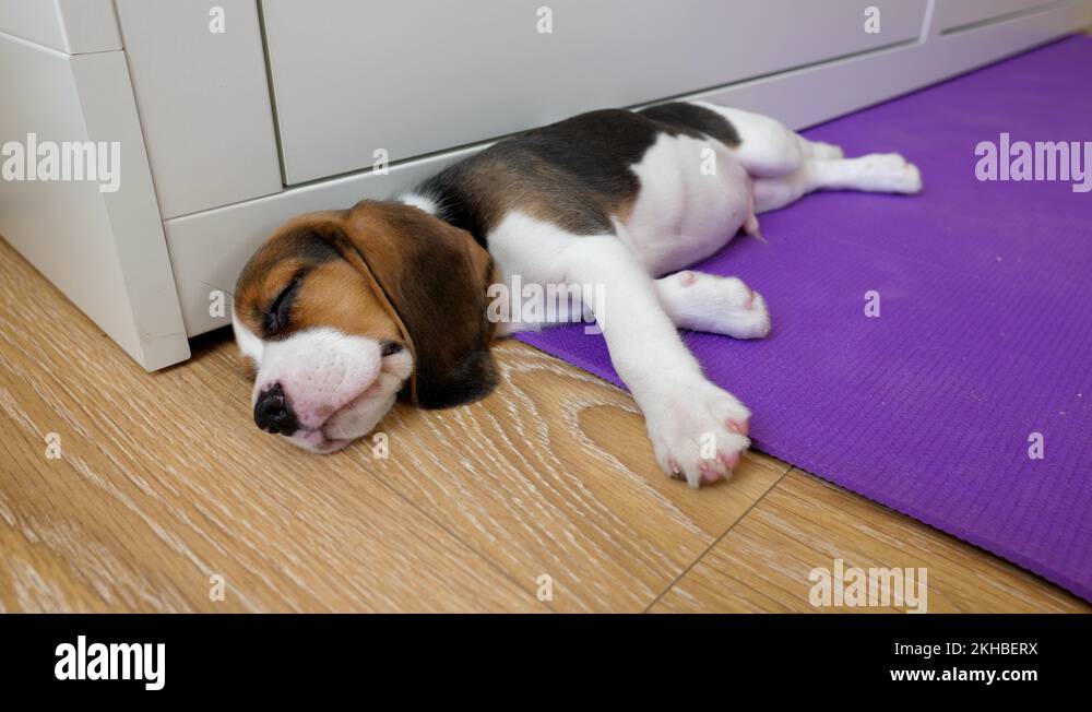 Cute puppy sleeping on floor, very young beagle resting after game ...