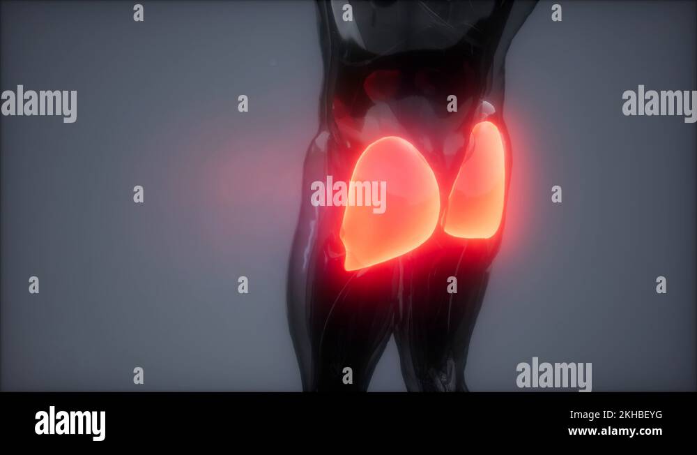 gluteus maximus - leg muscles anatomy animation Stock Video Footage - Alamy