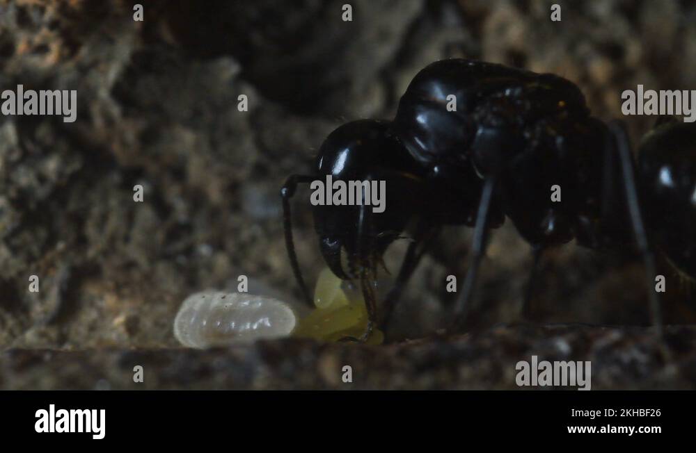 Queen larva Stock Videos & Footage - HD and 4K Video Clips - Alamy