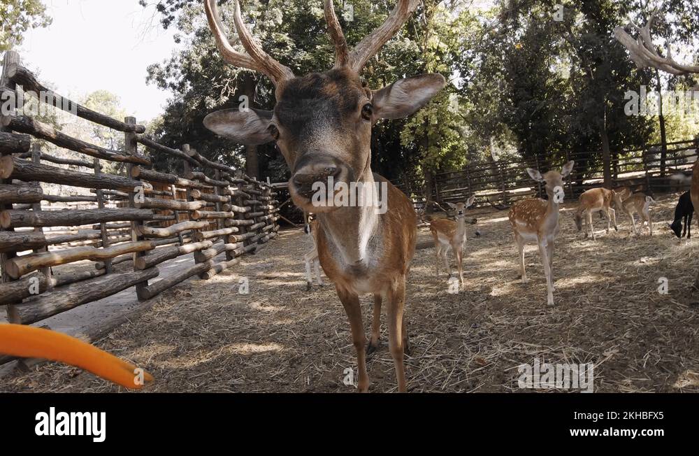 A women stretches out his hand and feeds a carrot deer city zoo Stock ...