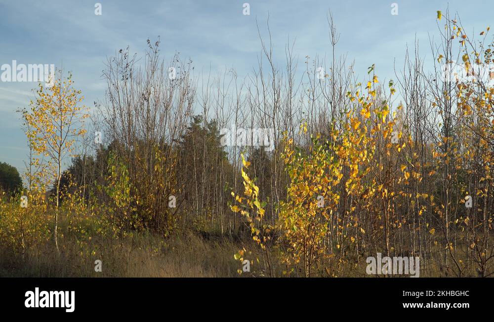 Young forest outskirts in the fall season Stock Video Footage - Alamy