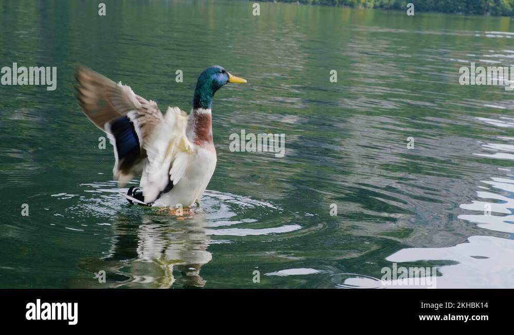 Amazing wings Stock Videos & Footage - HD and 4K Video Clips - Alamy