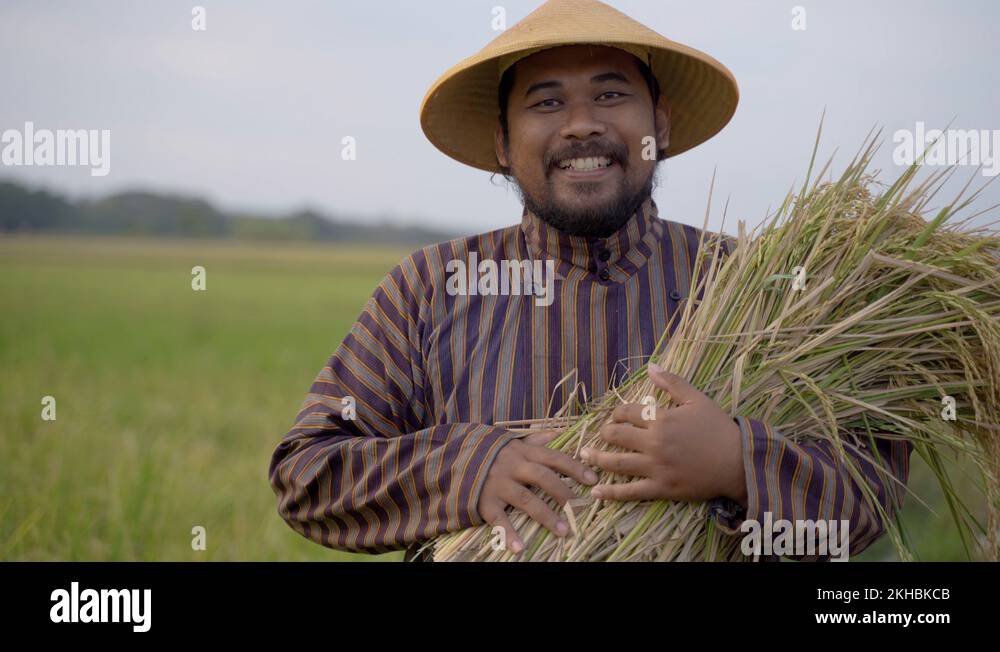 smile asian farmer holding paddy rice grain Stock Video Footage - Alamy