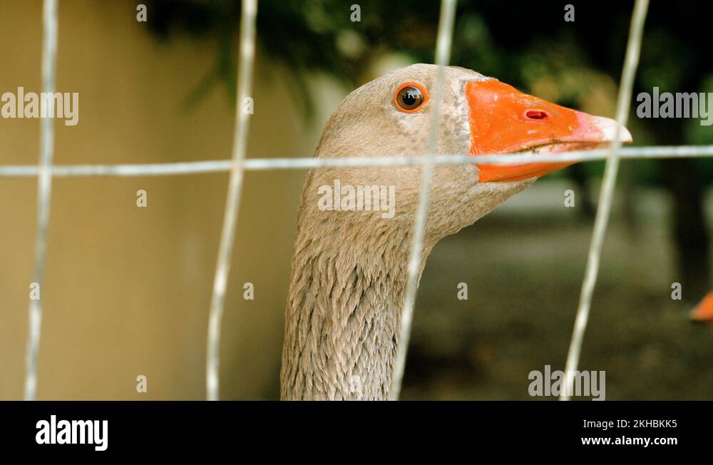 Metal goose Stock Videos & Footage - HD and 4K Video Clips - Alamy