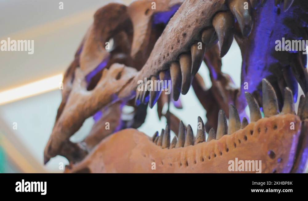 Dinosaurs predator Stock Videos & Footage - HD and 4K Video Clips - Alamy