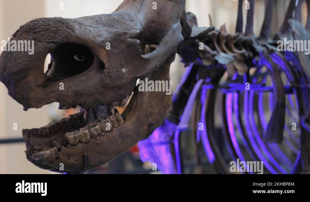 Ice age ice age Stock Videos & Footage - HD and 4K Video Clips - Alamy