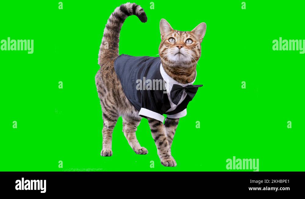 4K Bengal cat lifting up his paw on green screen isolated with chroma ...